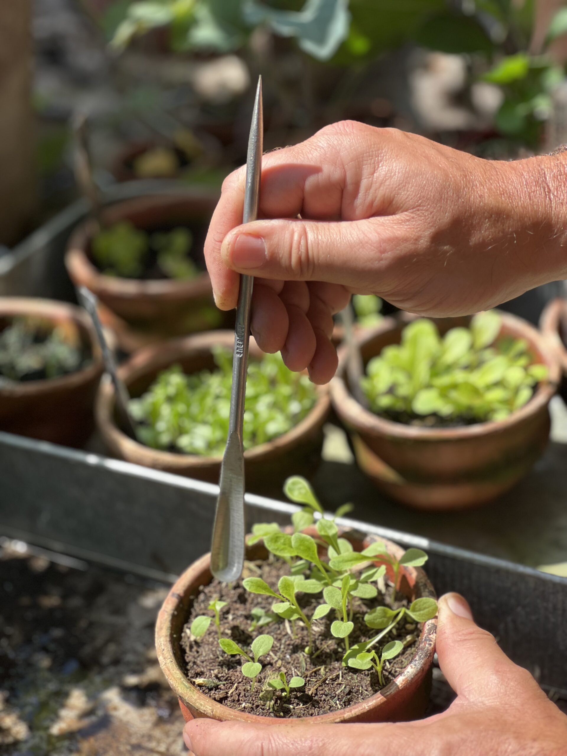 Handmade stainless steel Seedling pricker: The Secret Weapon for the ...